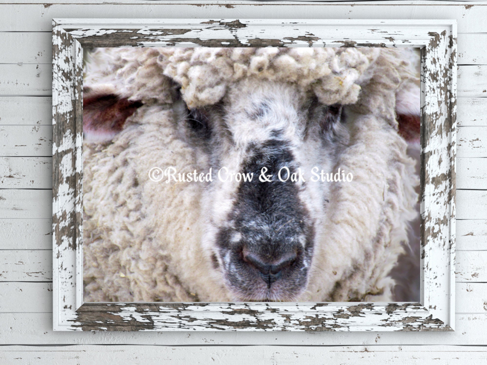 Spring Sheep Farm Animal Modern Country Farmhouse Art Matted Picture ...