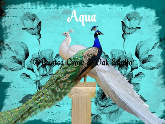 White Peacock Blue Peacock Bird Pair Home Decor Wall Art Matted Picture ...