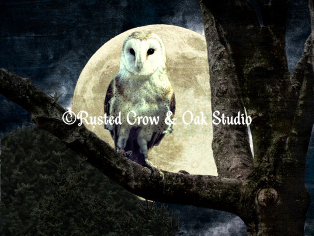 Barn Owl Bird Moon Modern Country Decor Farmhouse Art Matted Picture ...