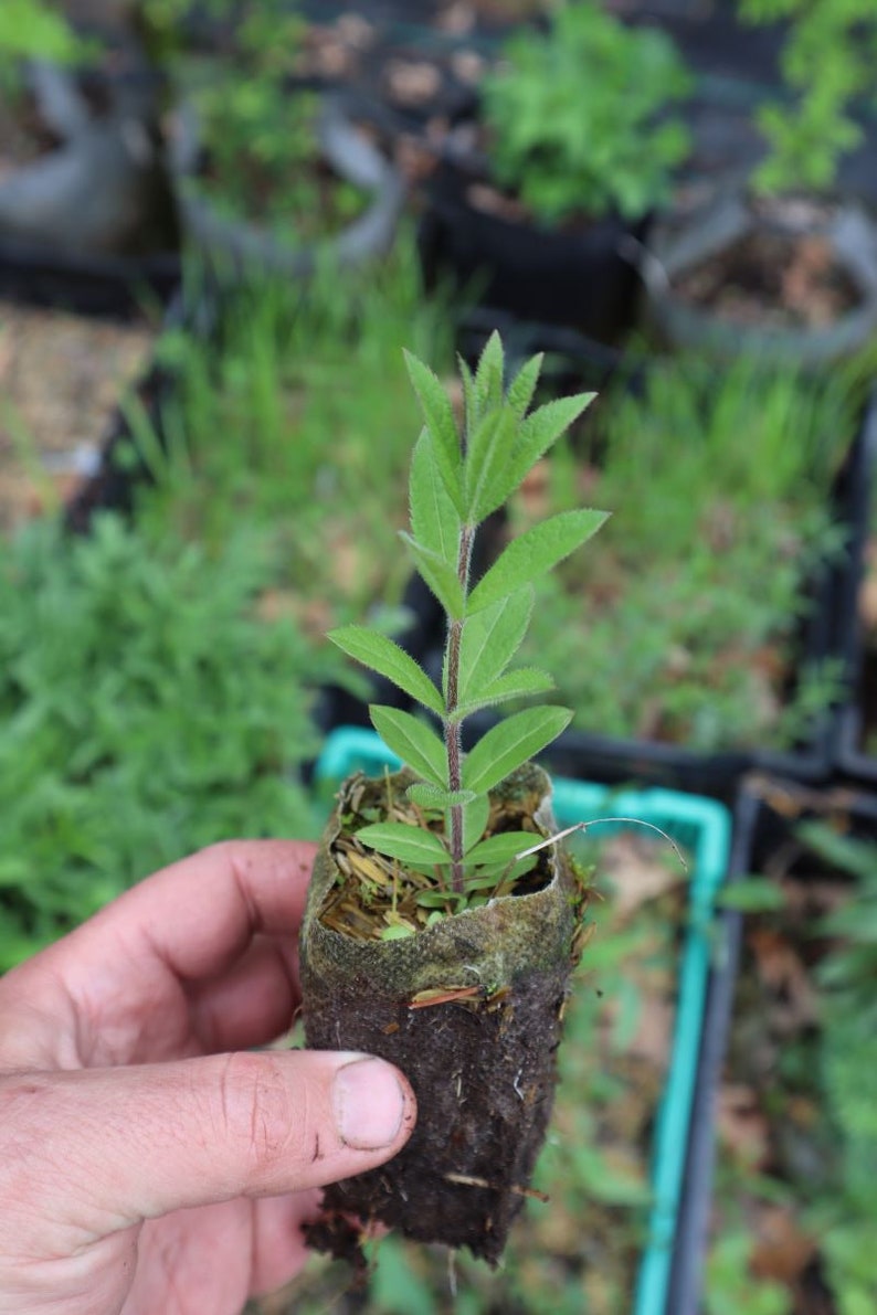 Culvers Root Starter Plant (veronicastrum Virginicum) - Etsy