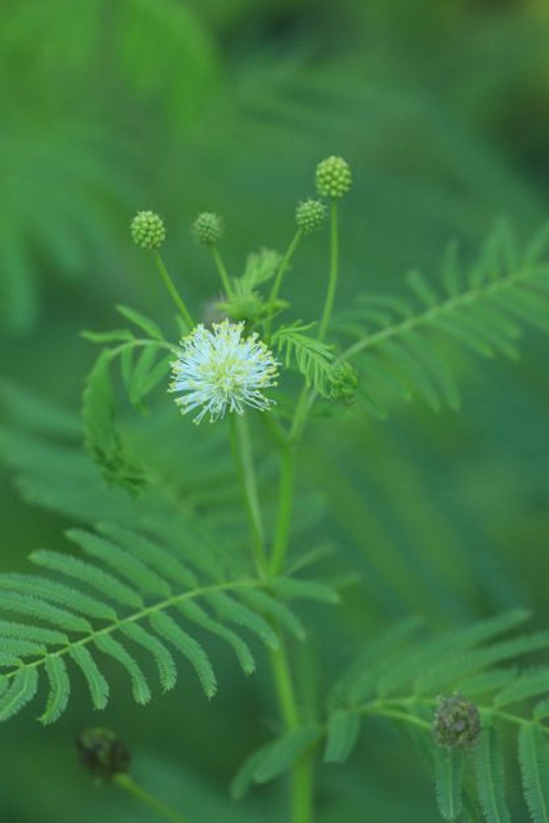 Illinois Bundleflower desmanthus Illinoensis Starter Plant - Etsy