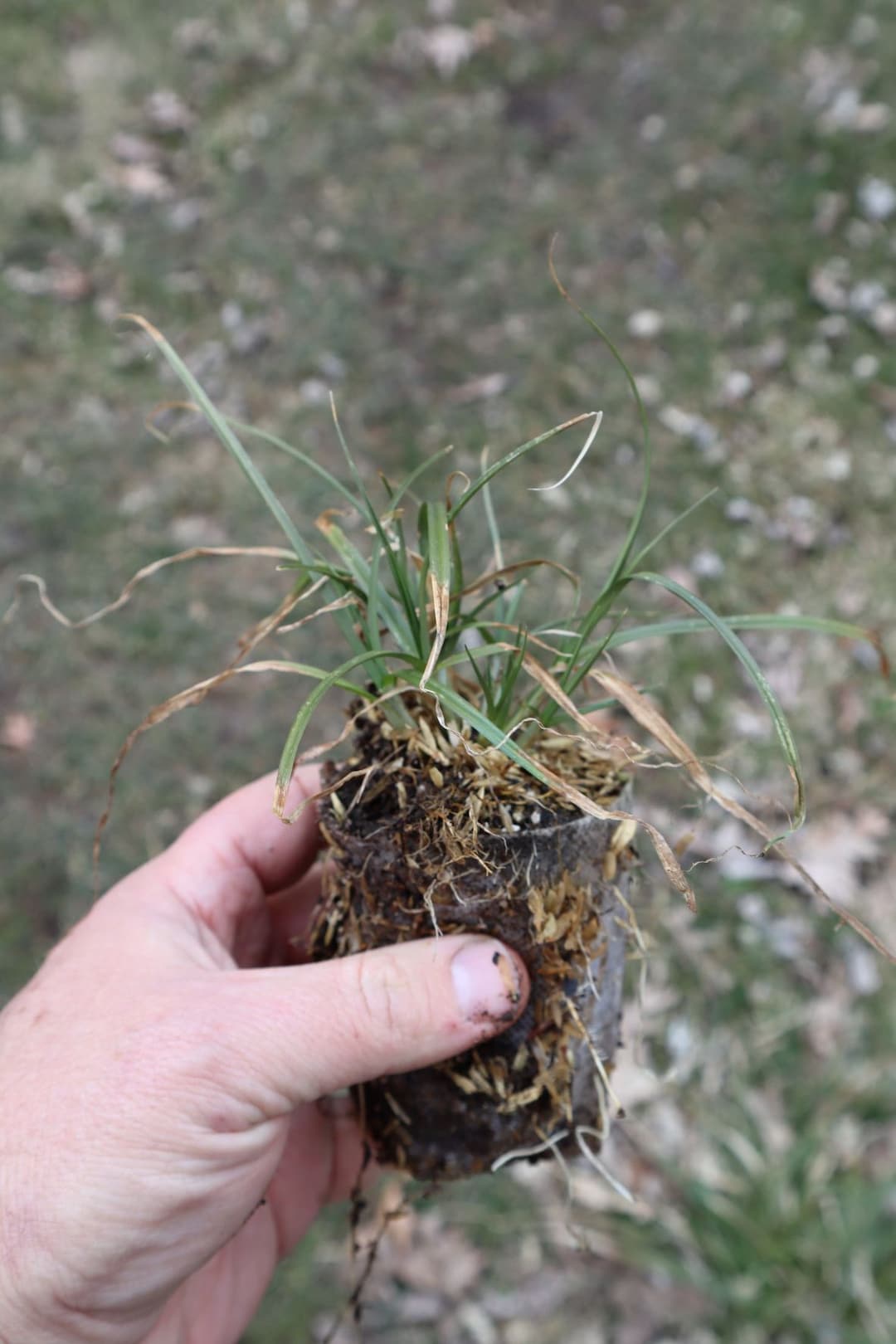 Small Yellow Fox Sedge (carex Annectens) Starter Plant - Etsy