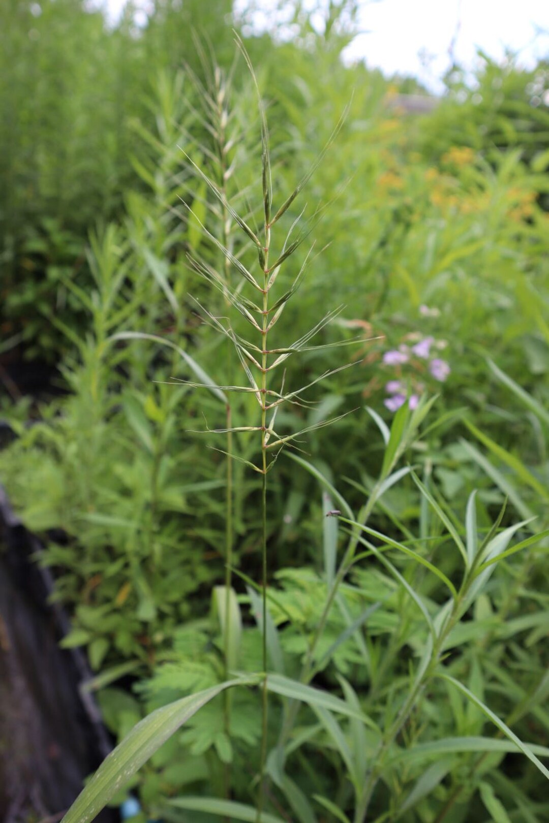 Bottlebrush Grass (elymus Hystrix) Starter Plant - Etsy
