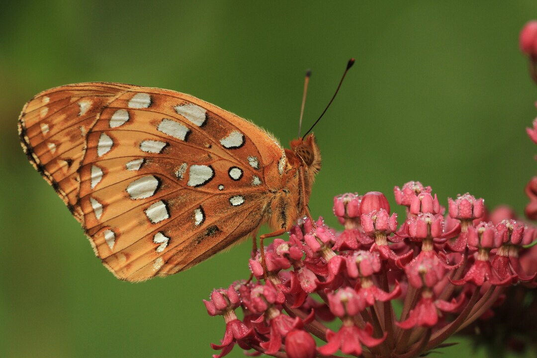 Rose Swamp Milkweed (asclepias Incarnata) Starter Plant DORMANT Read ...