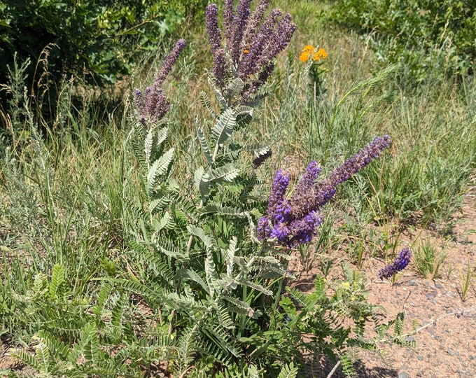 Leadplant amorpha Canescens Lead Plant 25 Seeds - Etsy