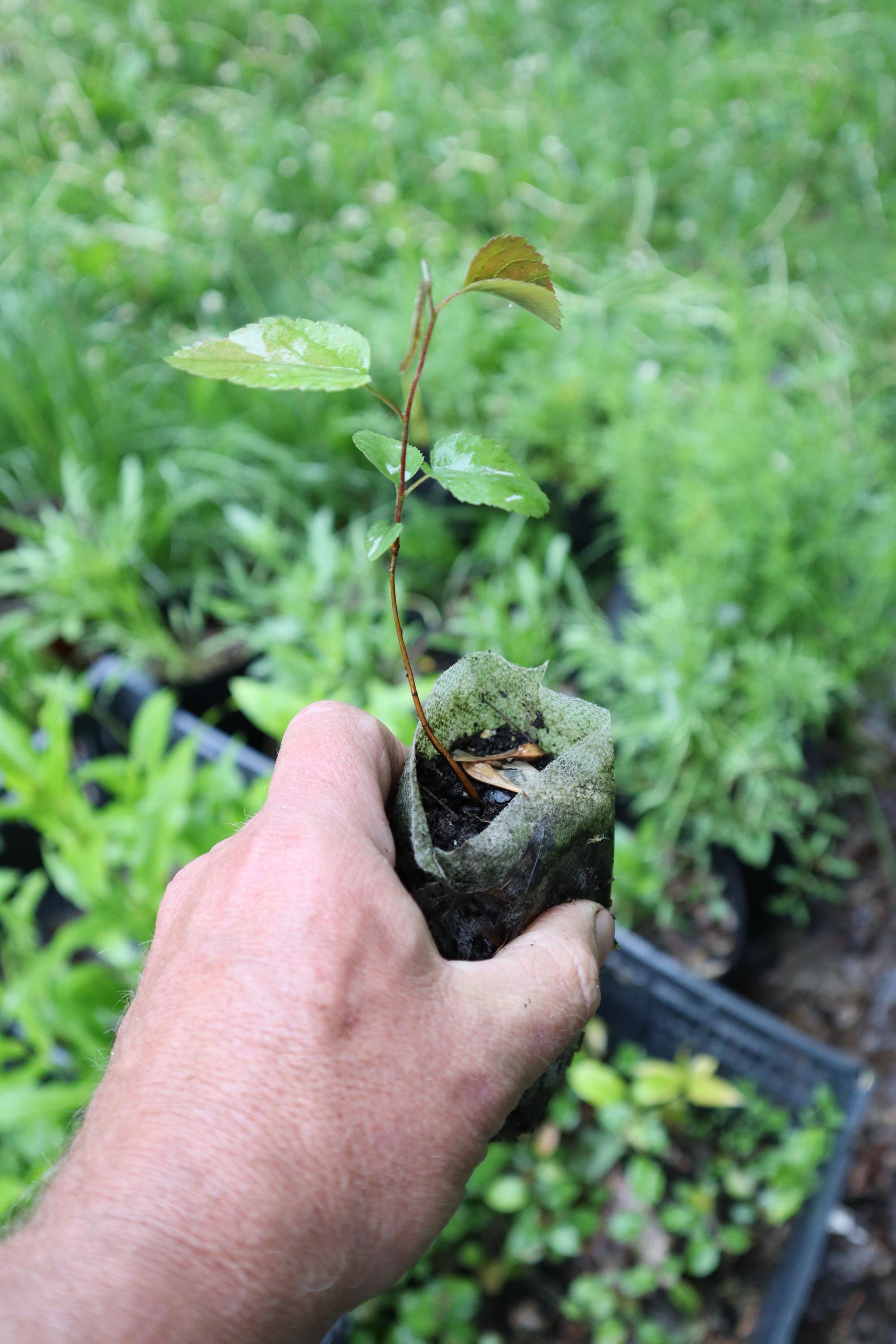 Regent Serviceberry (amelanchier Alnifolia 'regent") Starter Shrub ...