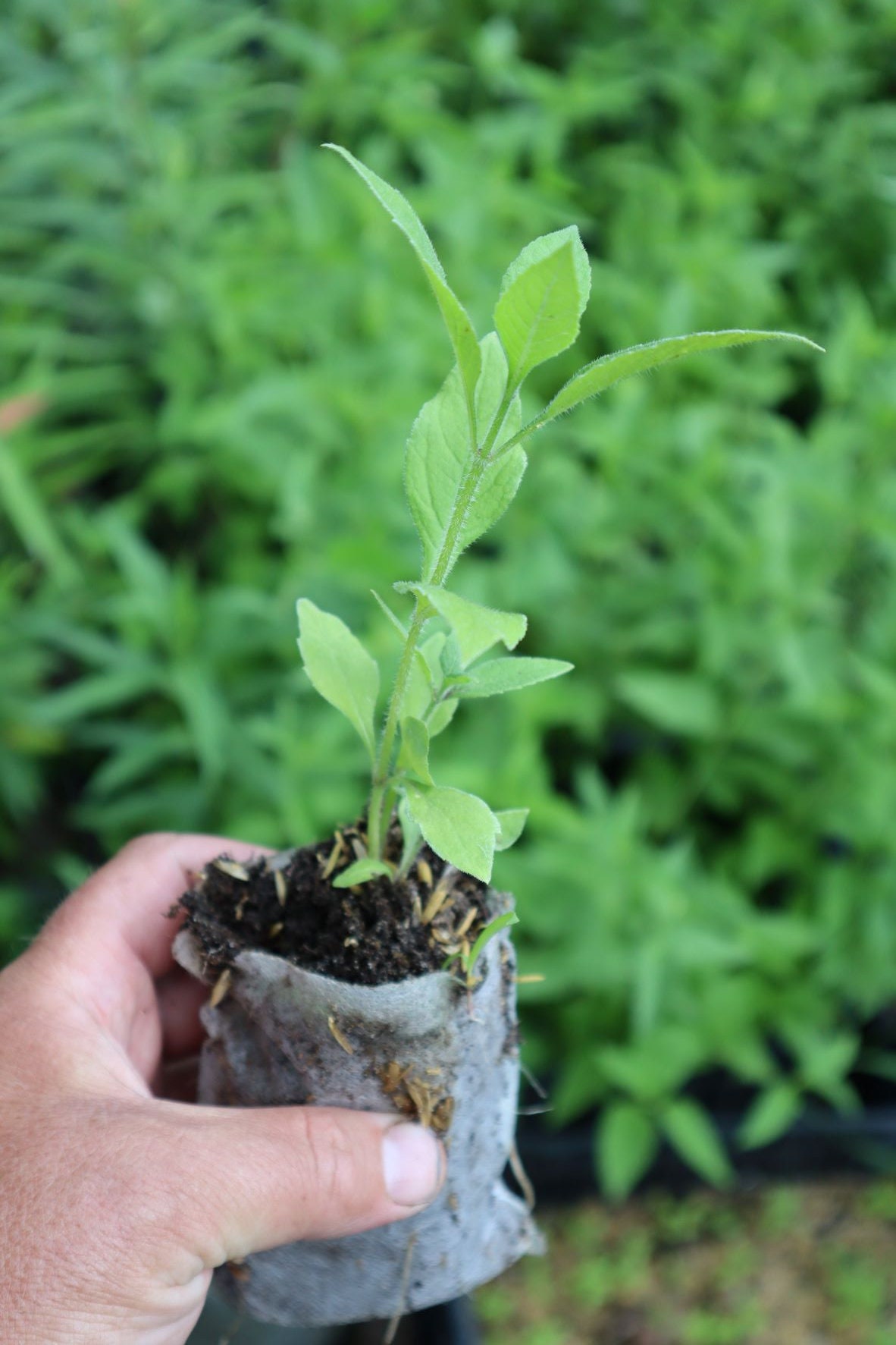Wingstem verbesina Alternifolia Starter Plant dormant - Etsy