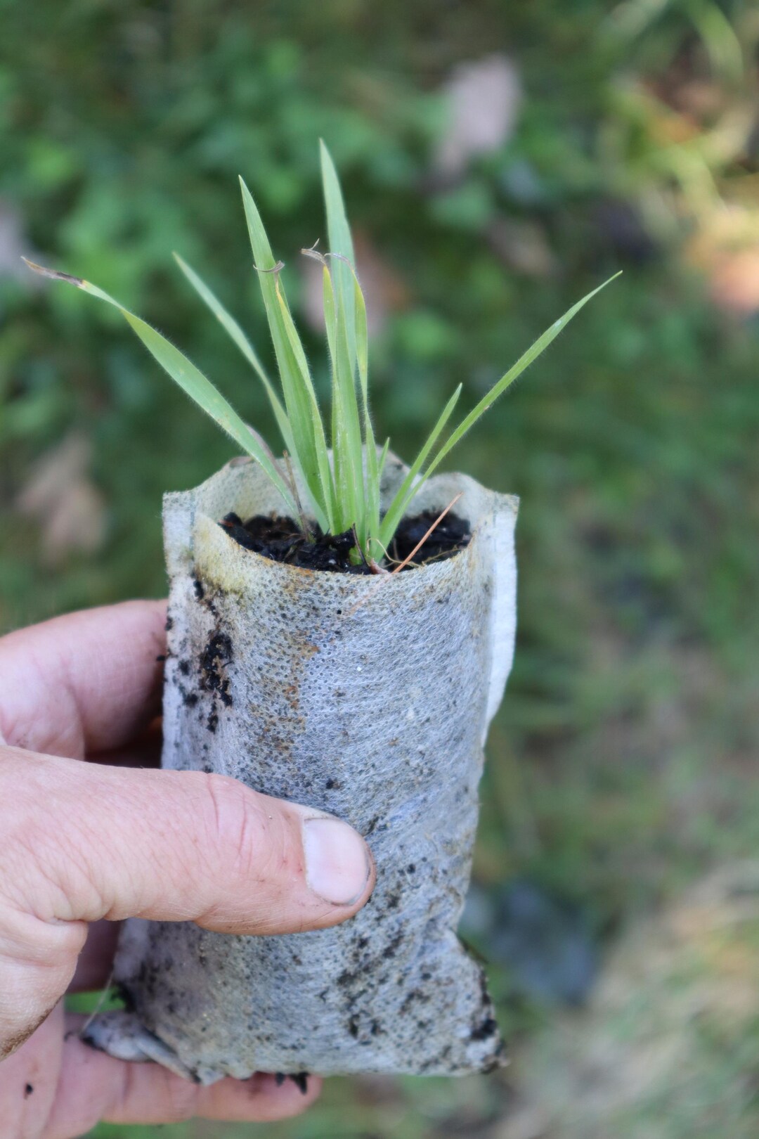 Prairie Brome Grass Starter Plant (bromus Kalmii) - Etsy