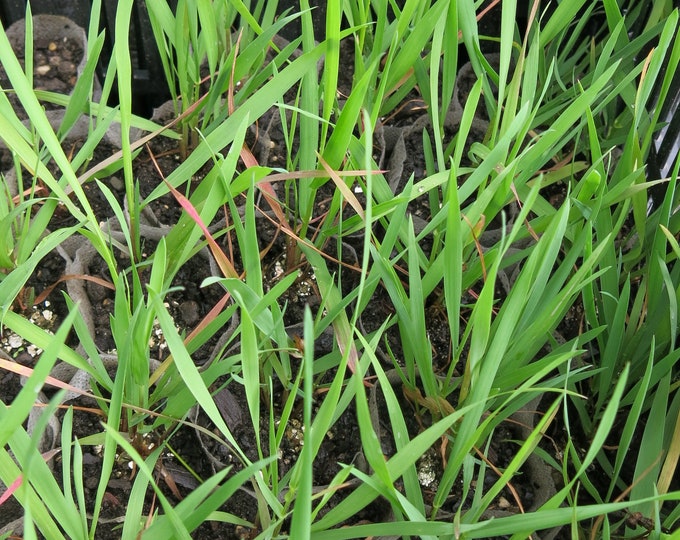 100 Canada Wild Rye Seeds. Elymus Canadensis. - Etsy