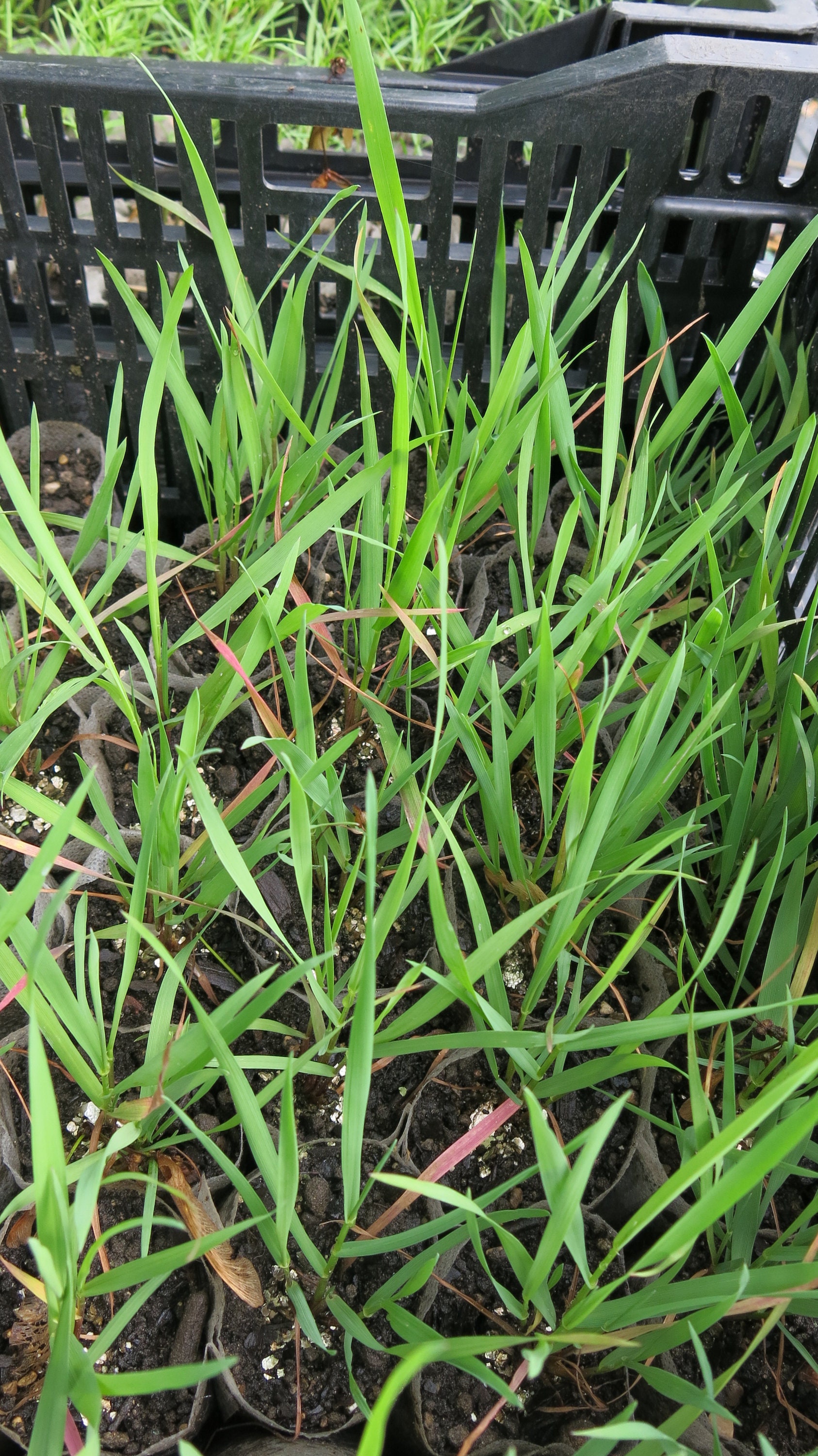 Canada Wild Rye Native Starter Plant (elymus Canadensis) - Etsy