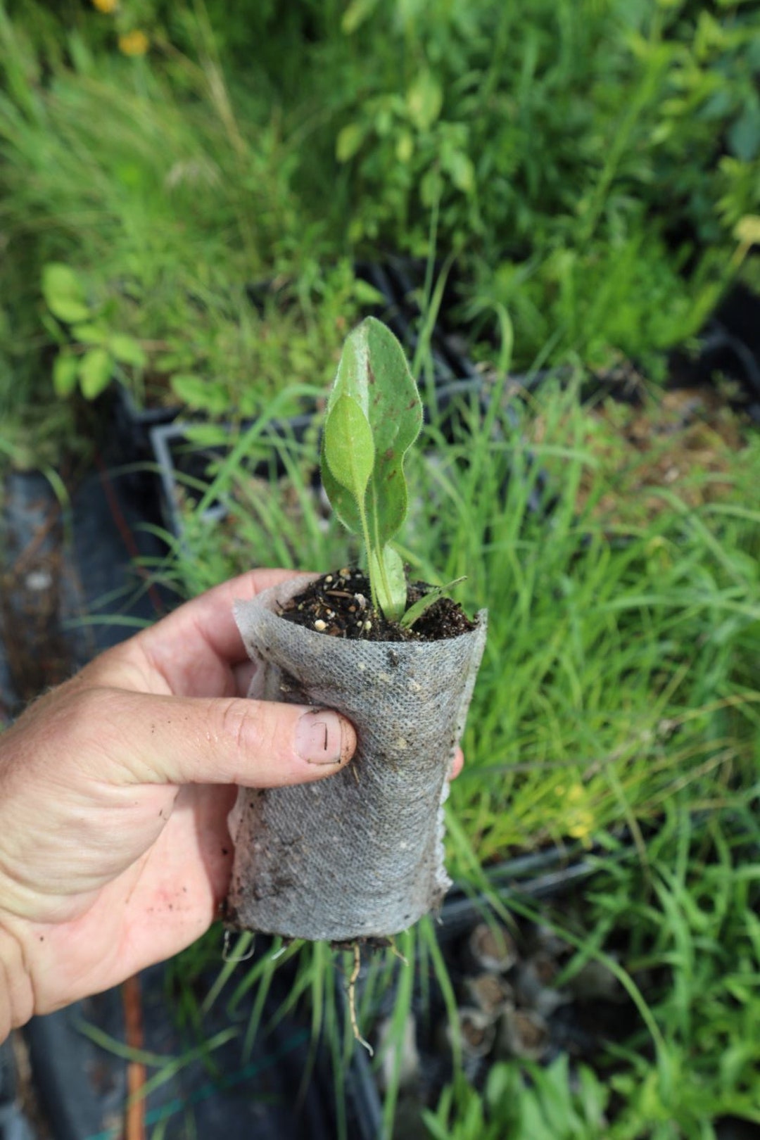 Prairie Dock Starter Plant (silphium Terebinthinaceum) - Etsy