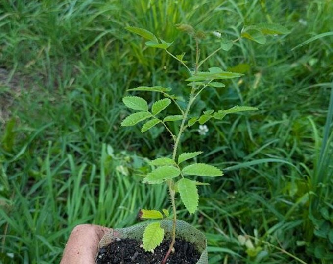 Smooth Rose Starter Plant (rosa Blanda) DORMANT Read Listing - Etsy