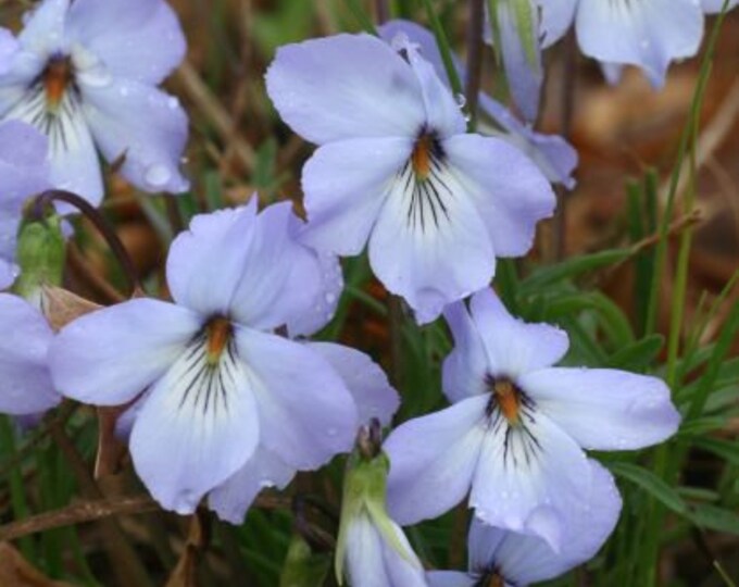 Prairie Violet (viola Pedatifida) Starter Plant - Etsy