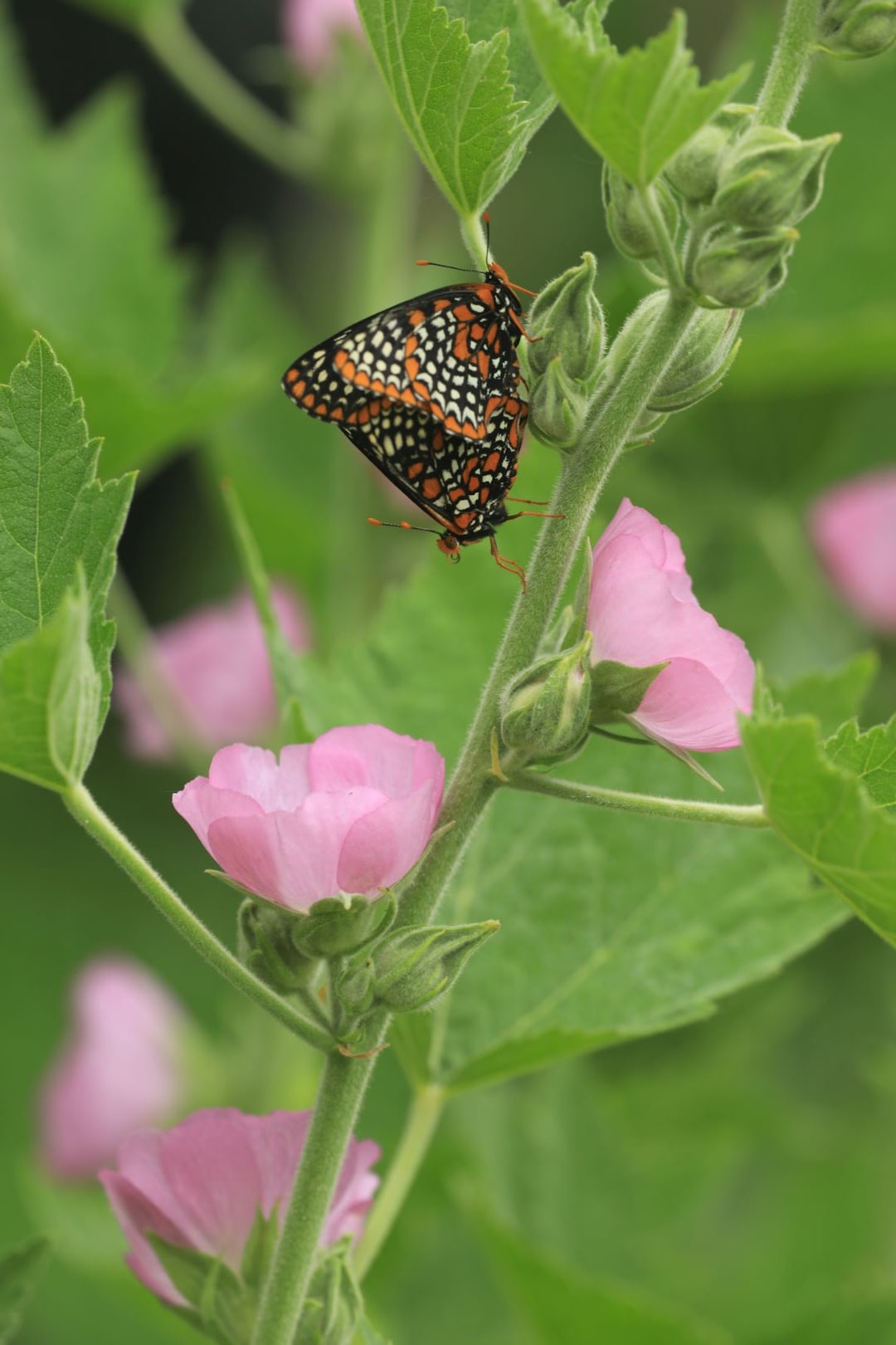 Kankakee Mallow (iliamna Remota) Starter Plant - Etsy