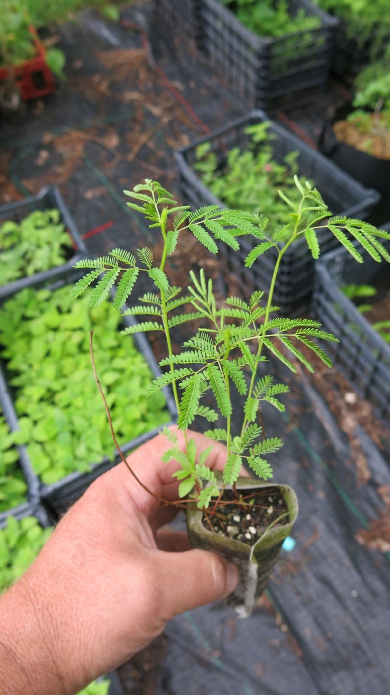 Illinois Bundleflower desmanthus Illinoensis Starter Plant - Etsy