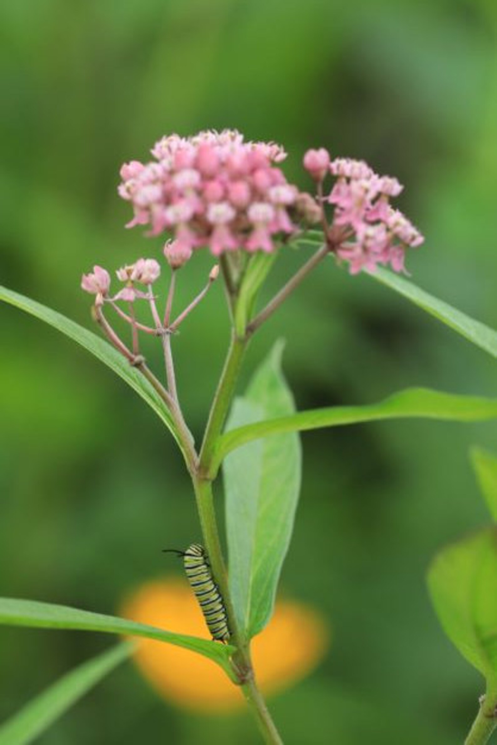 Rose Swamp Milkweed (asclepias Incarnata) Starter Plant DORMANT Read ...