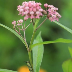 Rose Swamp Milkweed (asclepias Incarnata) Starter Plant DORMANT Read ...