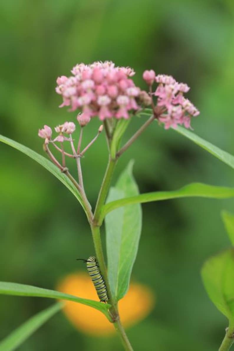 Rose Swamp Milkweed (asclepias Incarnata) Starter Plant DORMANT Read ...