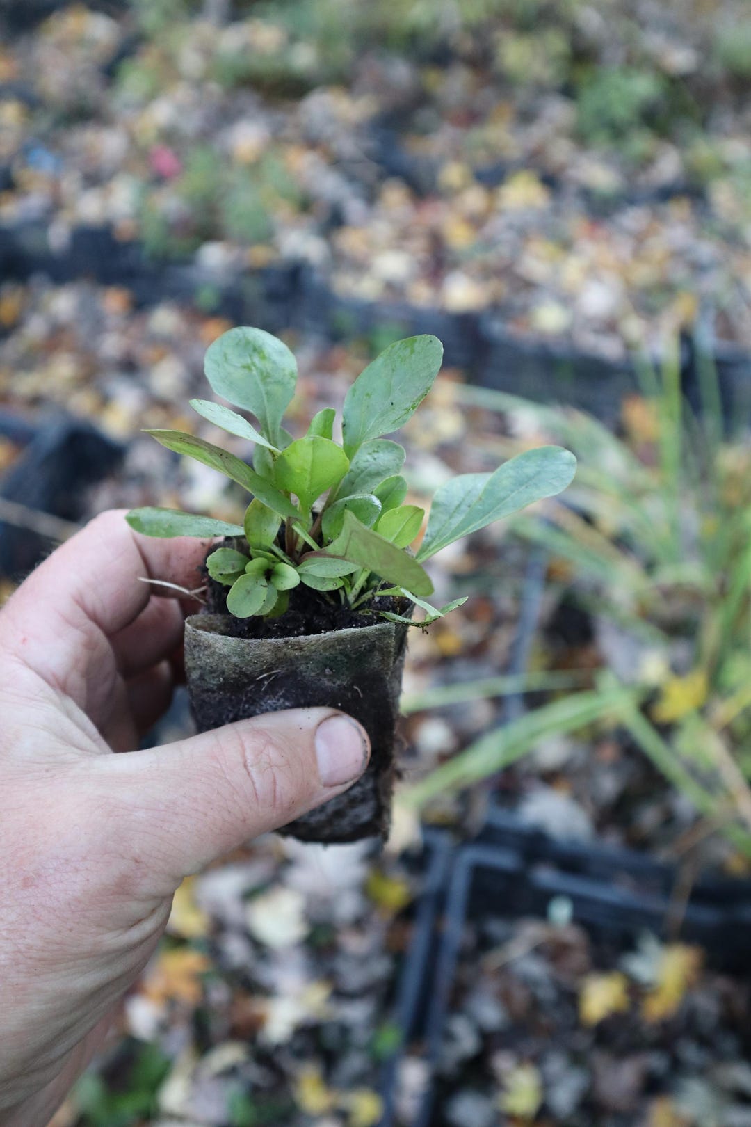 Tube Beardtongue Starter Plant (penstemon Tubaeflorus) DORMANT - Etsy