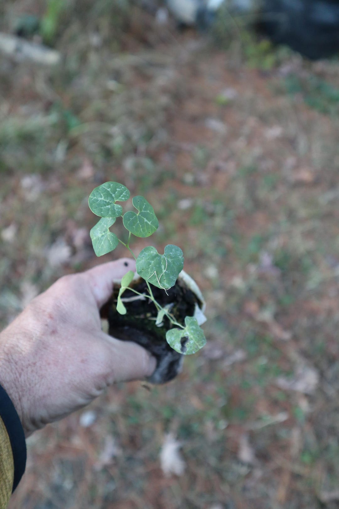 White Veined Pipevine Starter Plant (aristolochia Fimbriata) - Etsy