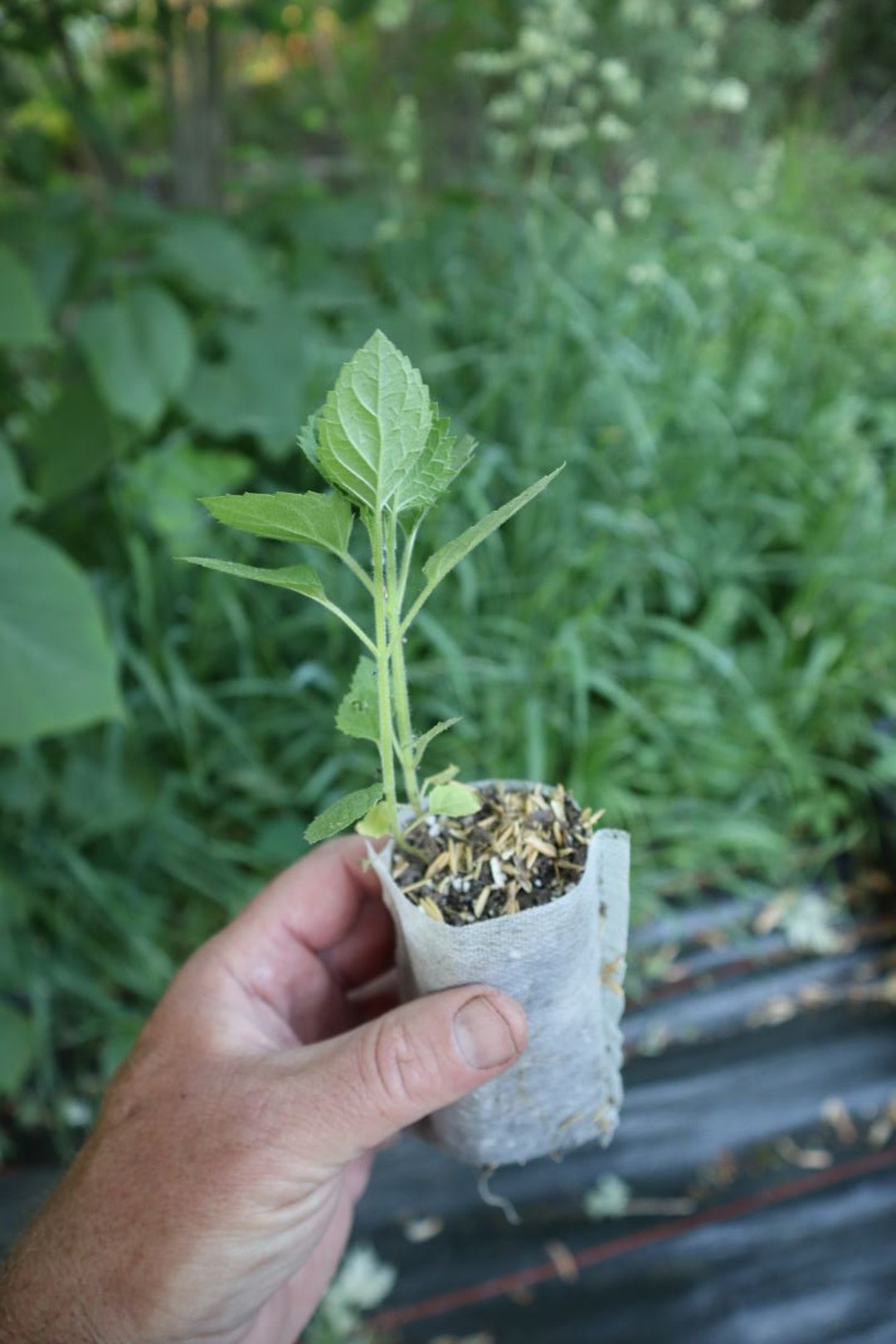 Early Figwort Starter Plant (scrophularia Lanceolata) DORMANT - Etsy