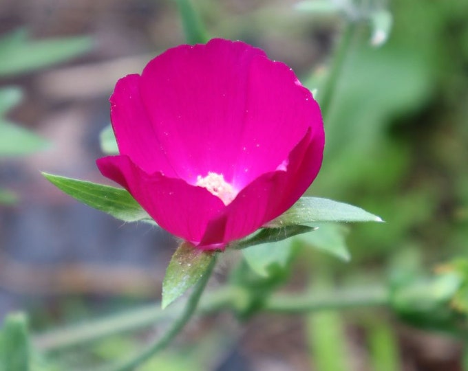Purple Poppy Mallow Callirhoe Involucrata 10 Seeds - Etsy