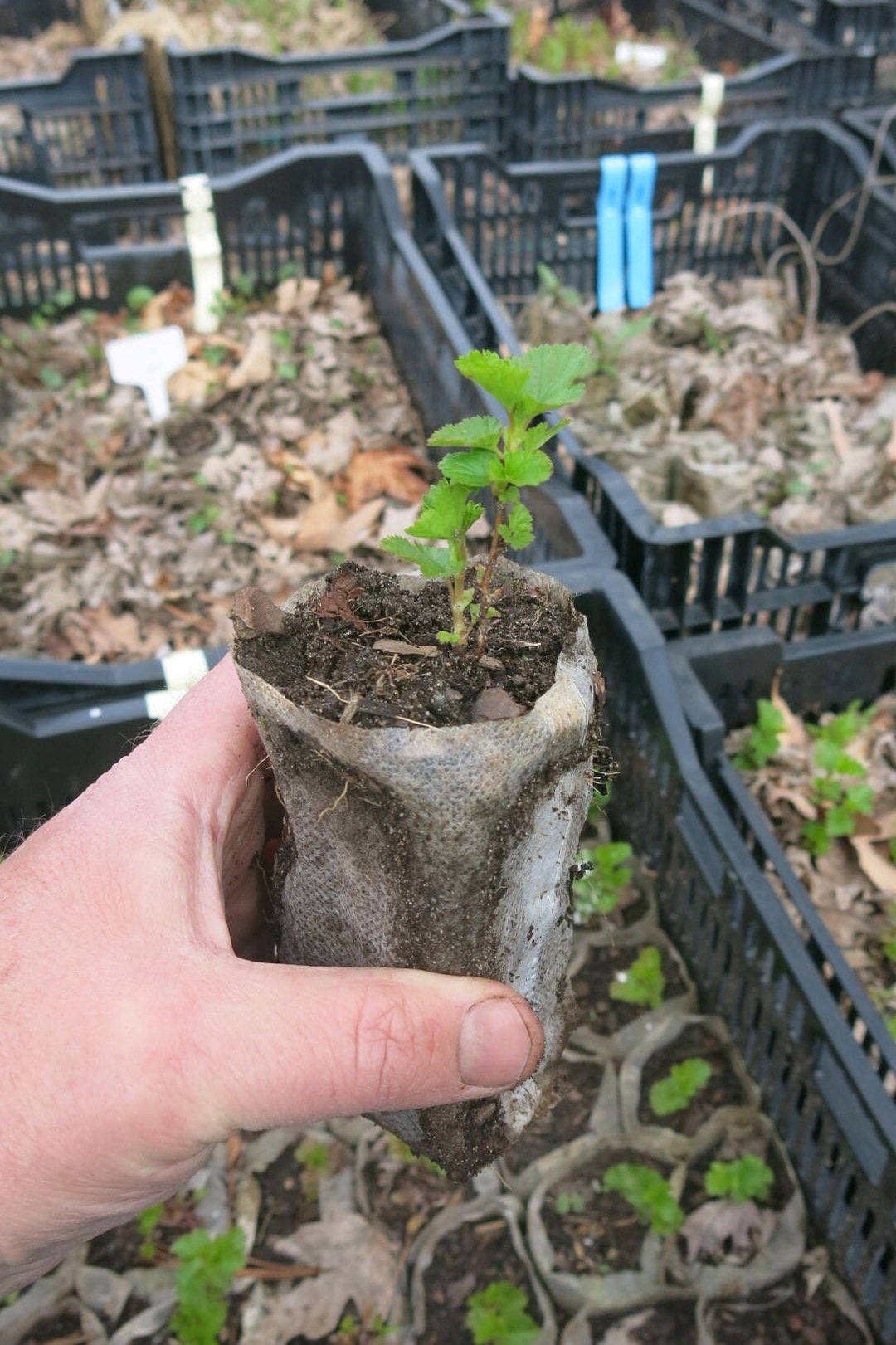 Prairie Ninebark (physocarpus Opulifolius) Starter Shrub DORMANT - Etsy