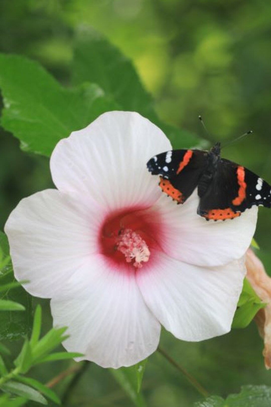 Rose Mallow (hibiscus Laevis) Starter Plant DORMANT Read Listing - Etsy