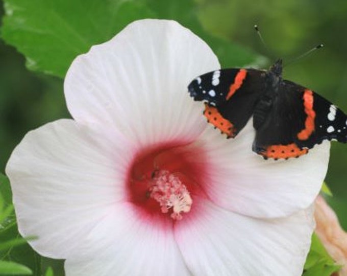 Premium Swamp Rose Mallow Flower Seeds Gorgeous Stunning Grown in USA ...