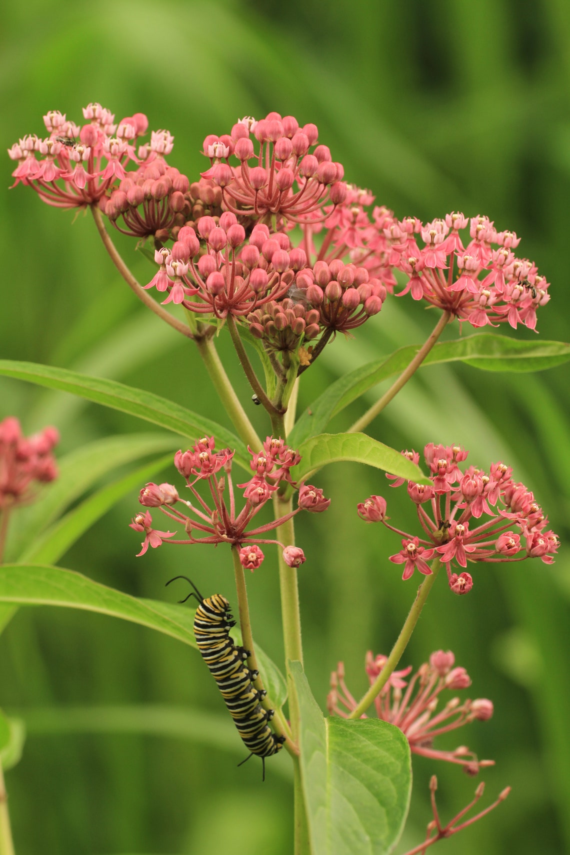 Rose (swamp) Milkweed Seeds (asclepias Incarnata) - Etsy