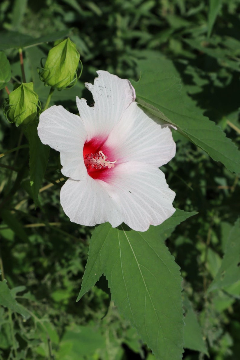Rose Mallow (hibiscus Laevis) Starter Plant DORMANT Read Listing - Etsy