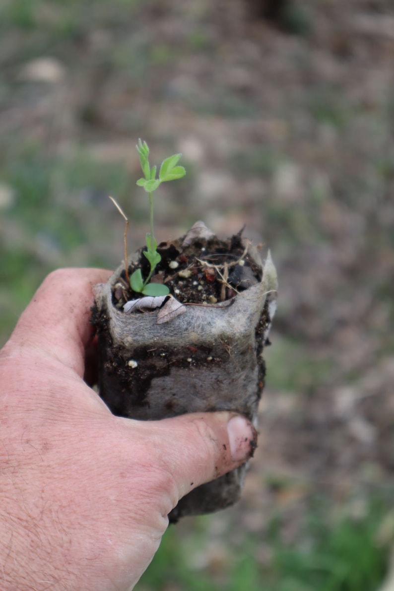 Blue Ridge Buckbean Starter Plant (thermopsis Caroliniana) - Etsy