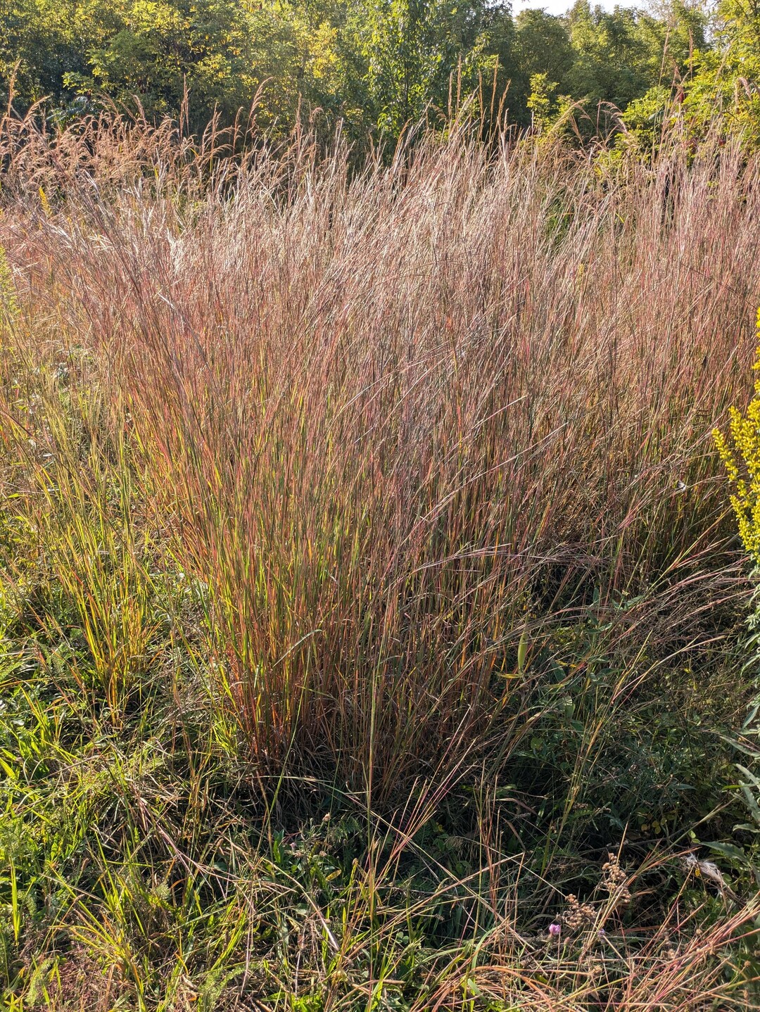 Little Bluestem Starter Plant (schizachyrium Scoparium) DORMANT - Etsy