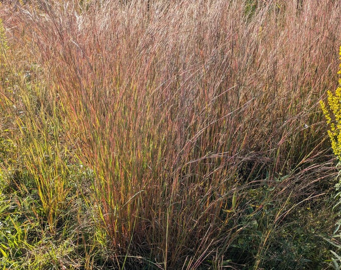Little Bluestem 'prairie Blues' - Native Ornamental Grass - Live ...