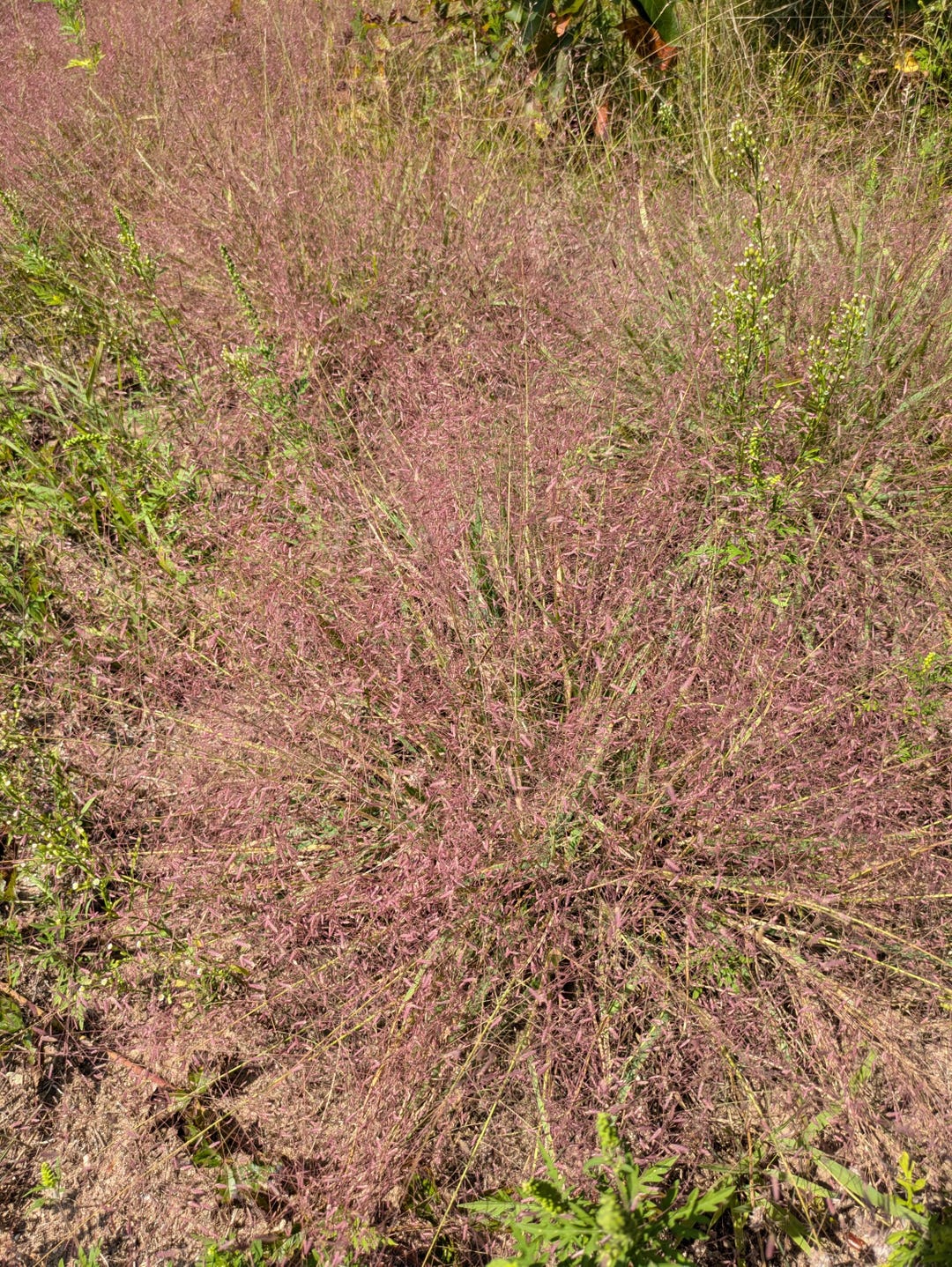 Purple Love Grass Starter Plant (eragrostis Spectabilis) DORMANT - Etsy
