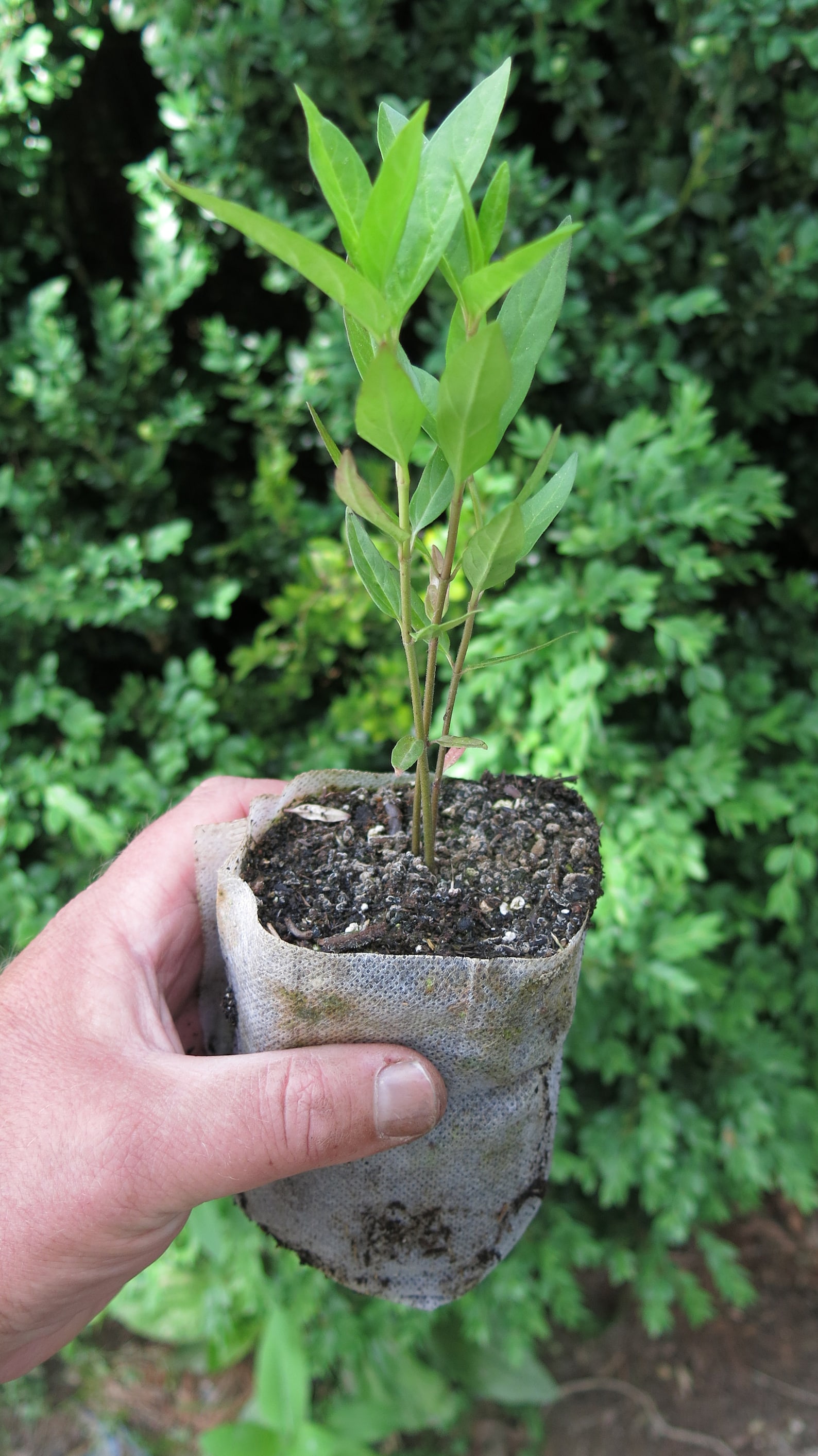 Rose Swamp Milkweed (asclepias Incarnata) Starter Plant DORMANT Read ...