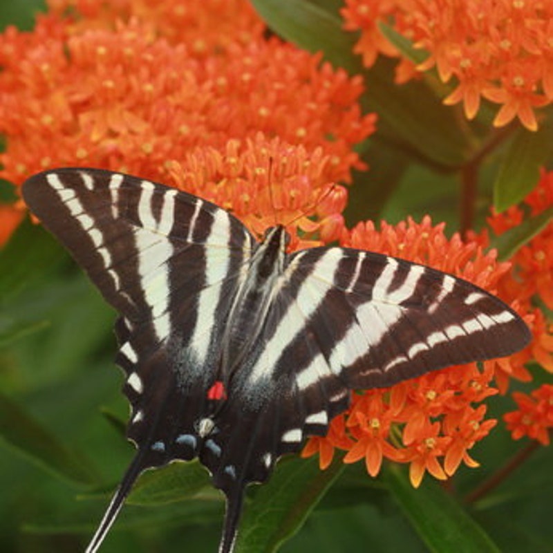 Butterfly Weed Plant - Etsy