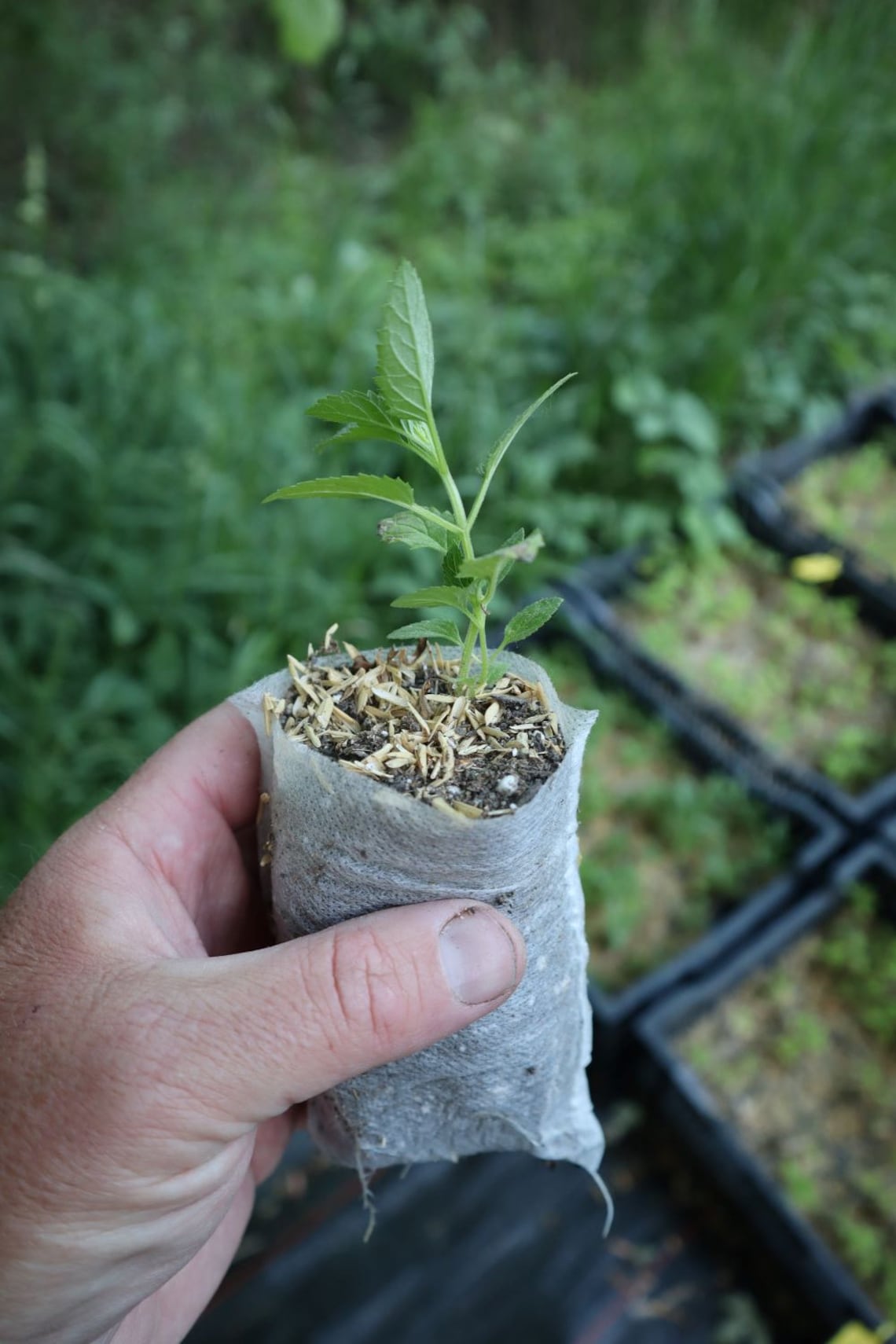 Late Figwort Starter Plant (scrophularia Marilandica) DORMANT - Etsy