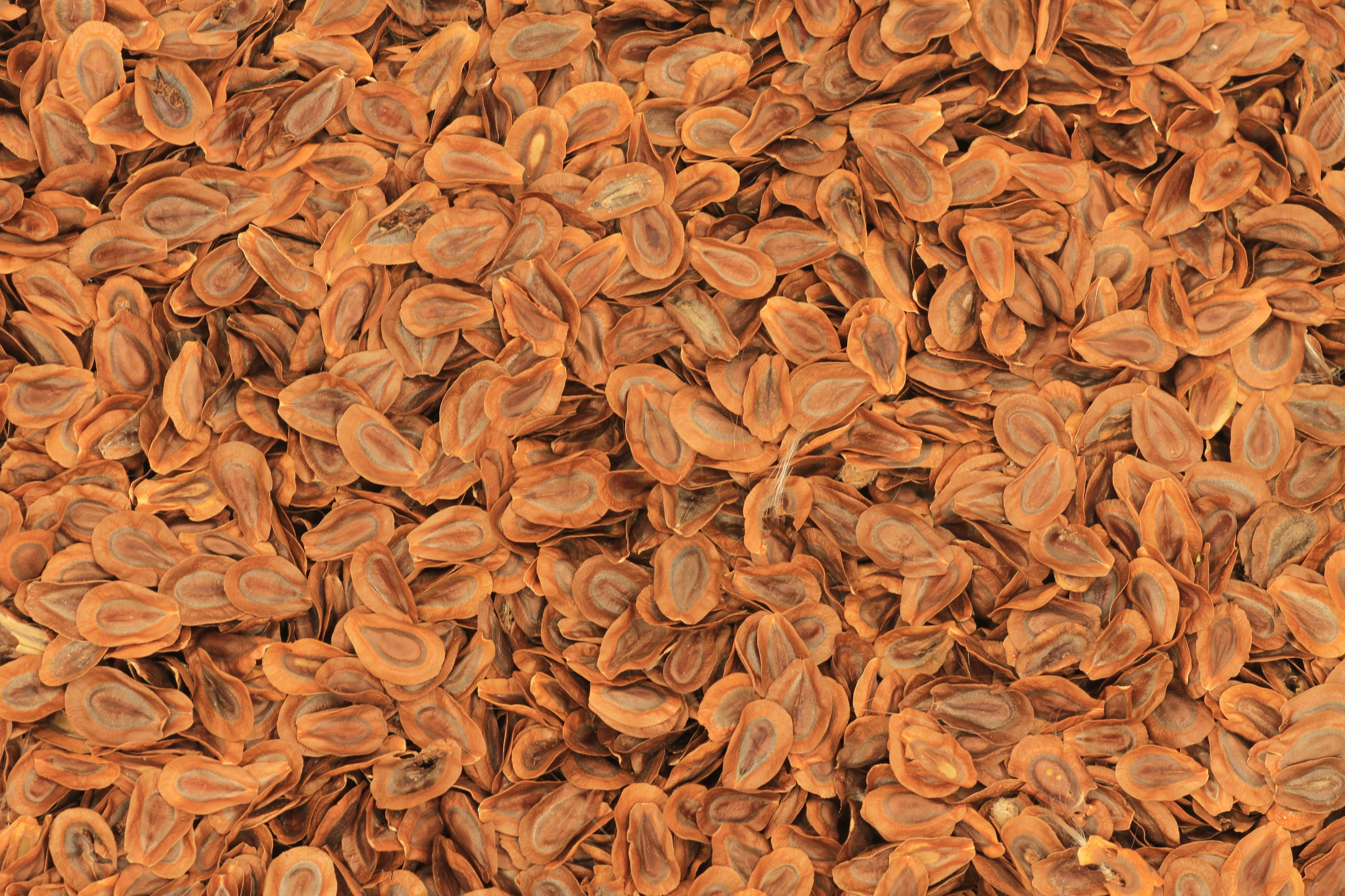 Rose (swamp) Milkweed Seeds (asclepias Incarnata) - Etsy