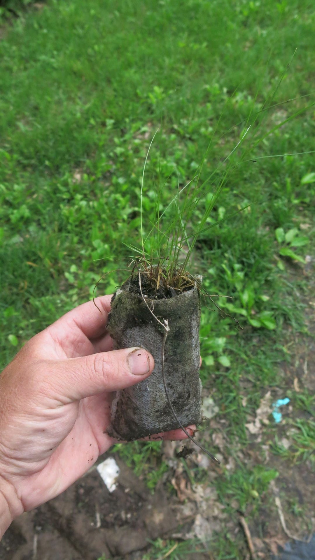 Prairie Dropseed Starter Plant (sporobolus Heterolepis) DORMANT - Etsy