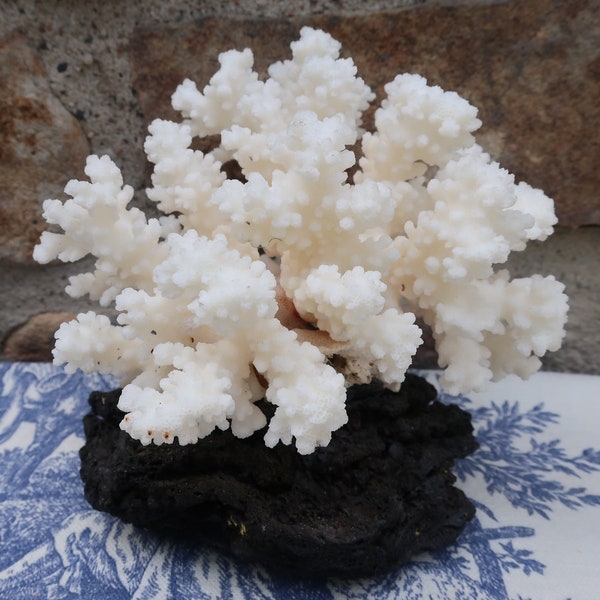Coral Specimen - Etsy