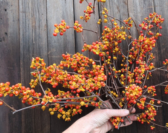 Large Bunch of Real Bittersweet Branches Tablescape Natural Organic ...