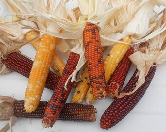 Indian corn | Etsy