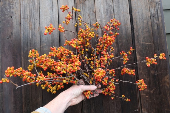 Large Bunch of Real Bittersweet Branches Tablescape Natural - Etsy