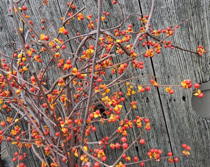 Extra Large Bunch of Real Bittersweet Vines and Orange Berries Natural ...