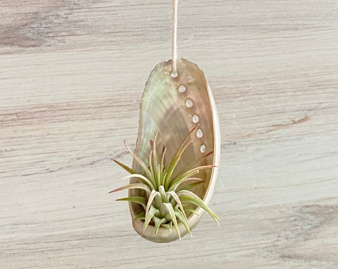 Abalone Shell Air Plant Holder on Rope | Hanging Air Plant Holder | Air ...