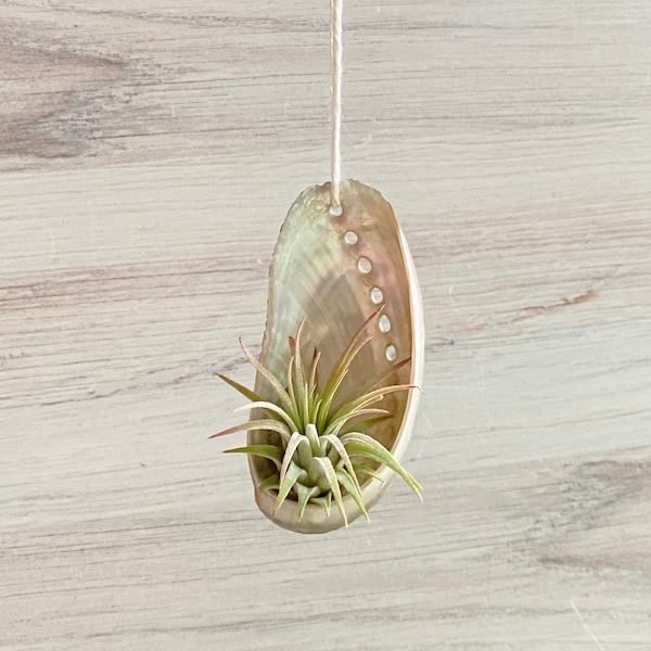 Shell Plant Hanger - Etsy