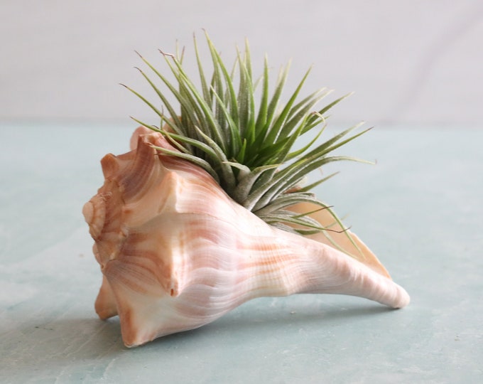 5" Conch Shell Air Plant Holder | Tillandisia Air Plant | Plant Gift ...
