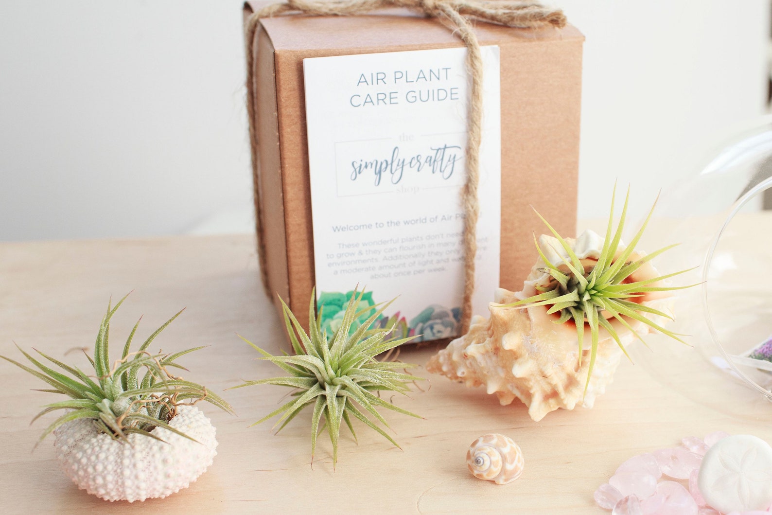 Shell Air Plant Gift Air Plant Gift Set Tillandsia Air - Etsy
