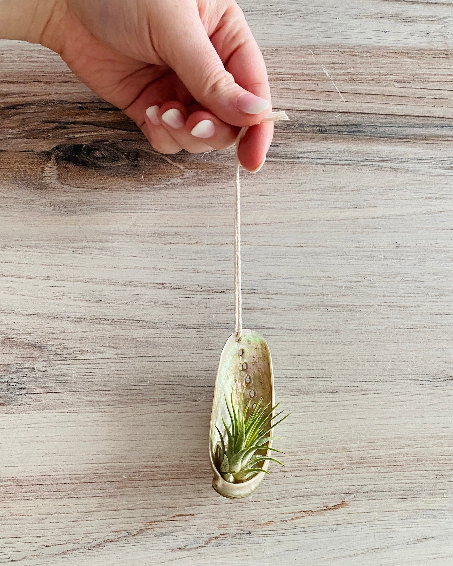 Abalone Shell Air Plant Holder on Rope | Hanging Air Plant Holder | Air ...